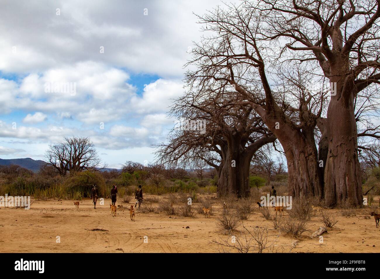 Hunter gatherer bow hadzabe tribe hi-res stock photography and images ...