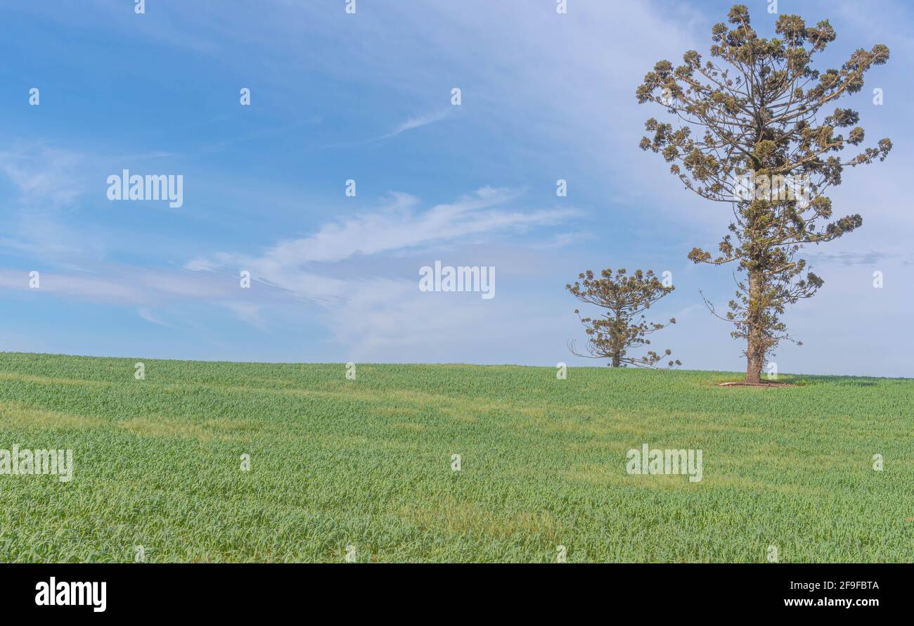 Auaucária angustifolia tree in pasture and agricultural production ...