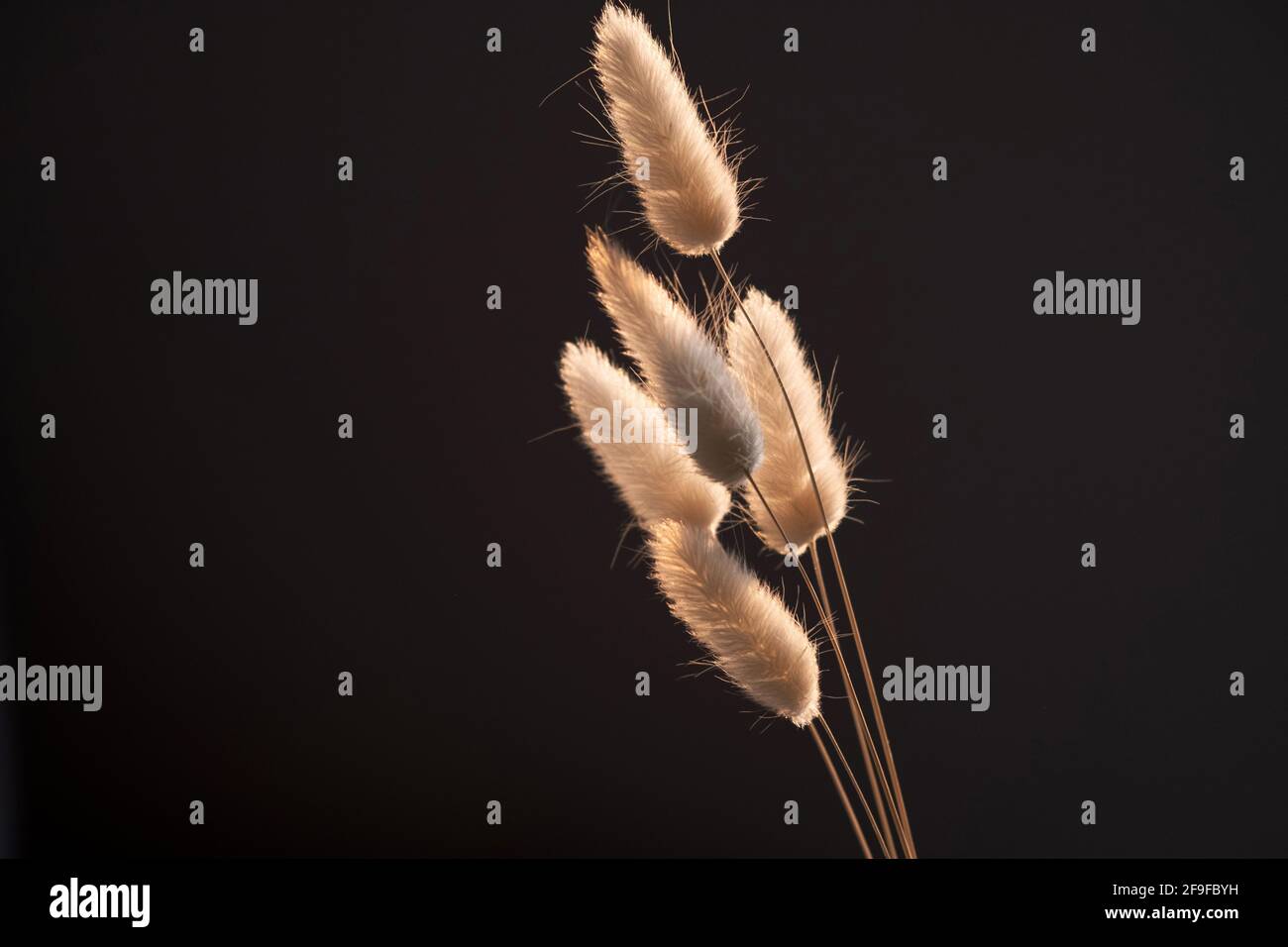 Bunny tails hi-res stock photography and images - Alamy