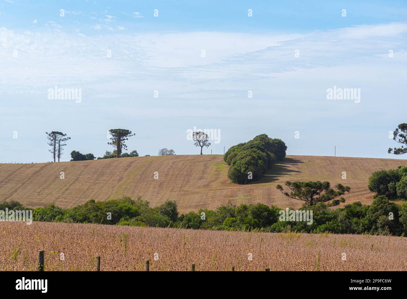 Rural landscape and area of soybean production farms in southern Brazil ...