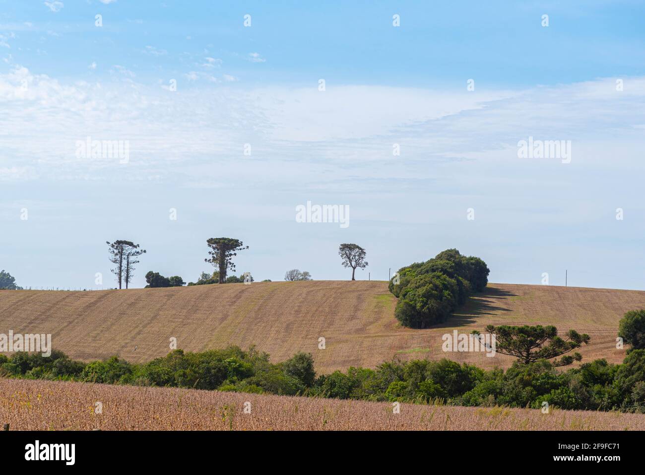 Rural landscape and area of soybean production farms in southern Brazil ...