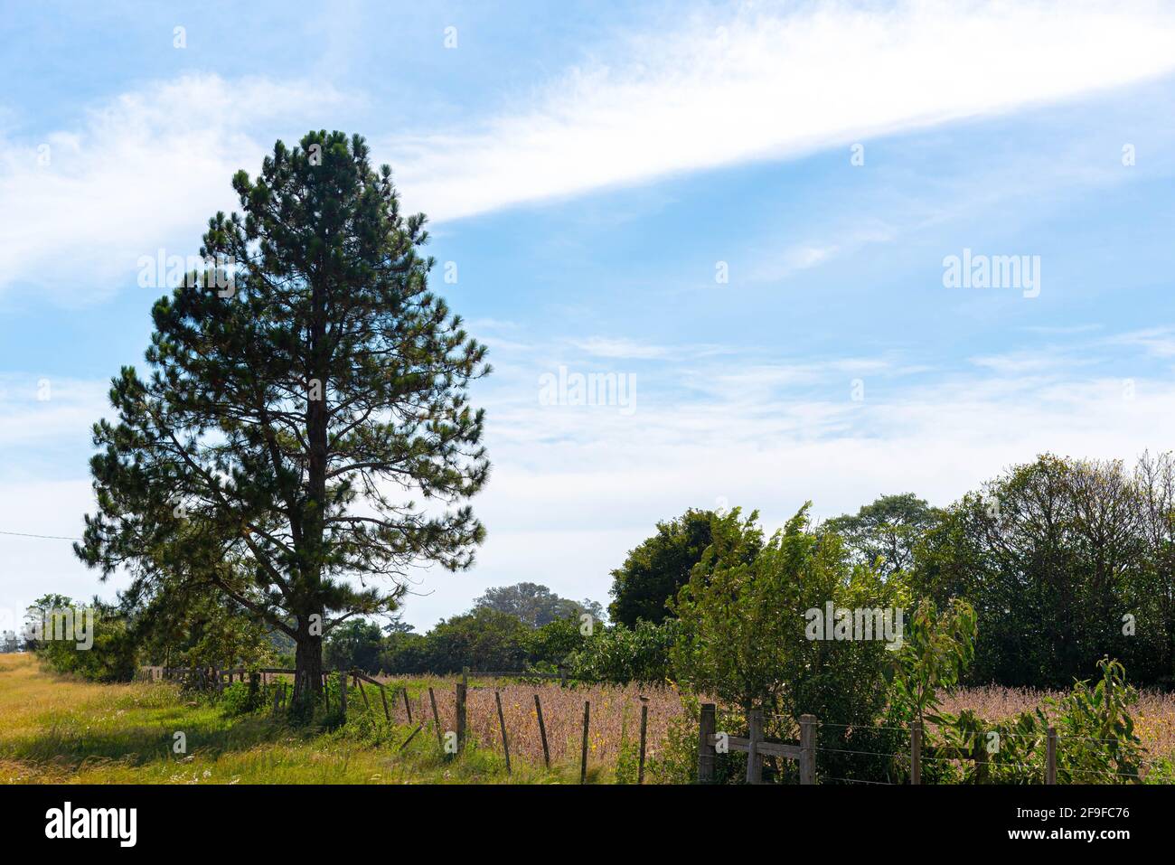Rural landscape and area of soybean production farms in southern Brazil ...