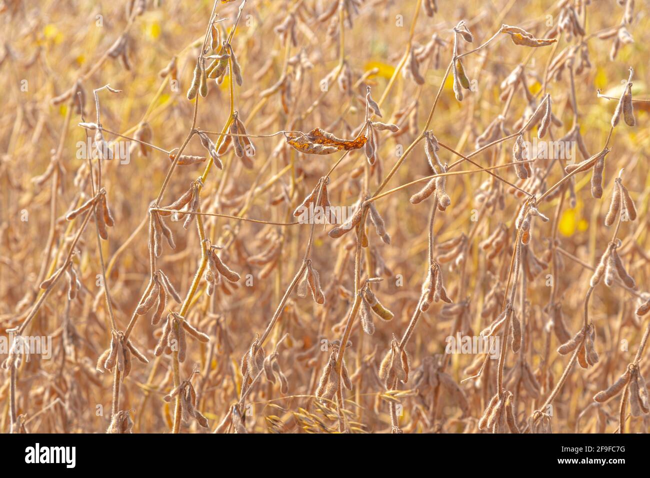 Soybean cultivation brazil hi-res stock photography and images - Alamy