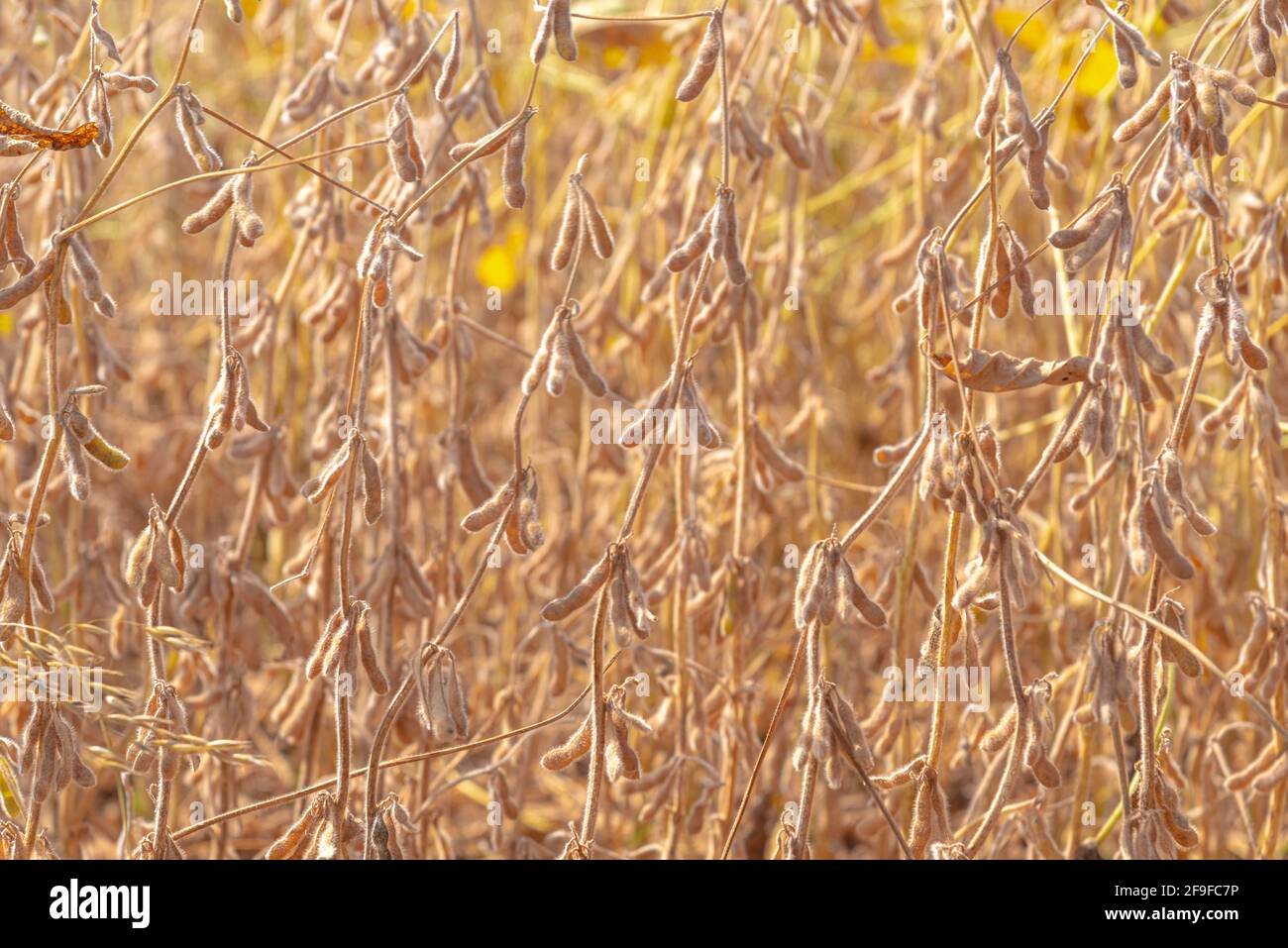 Soybean planting pods at harvest point for industry. sosa plantation in ...
