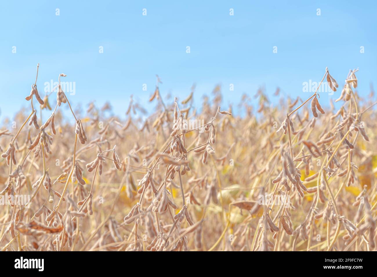 Soybean planting pods at harvest point for industry. sosa plantation in ...