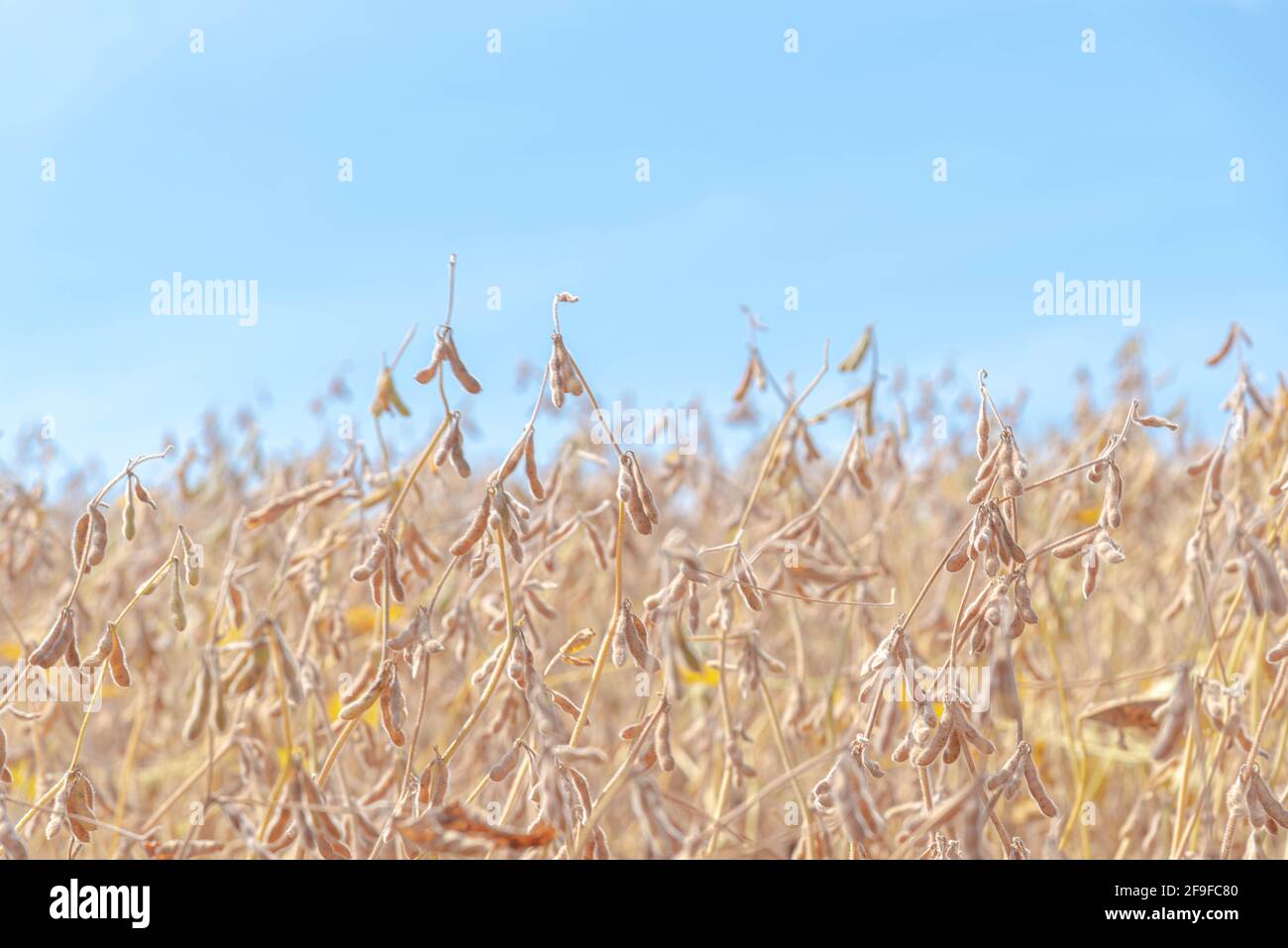 Soybean cultivation brazil hi-res stock photography and images - Alamy