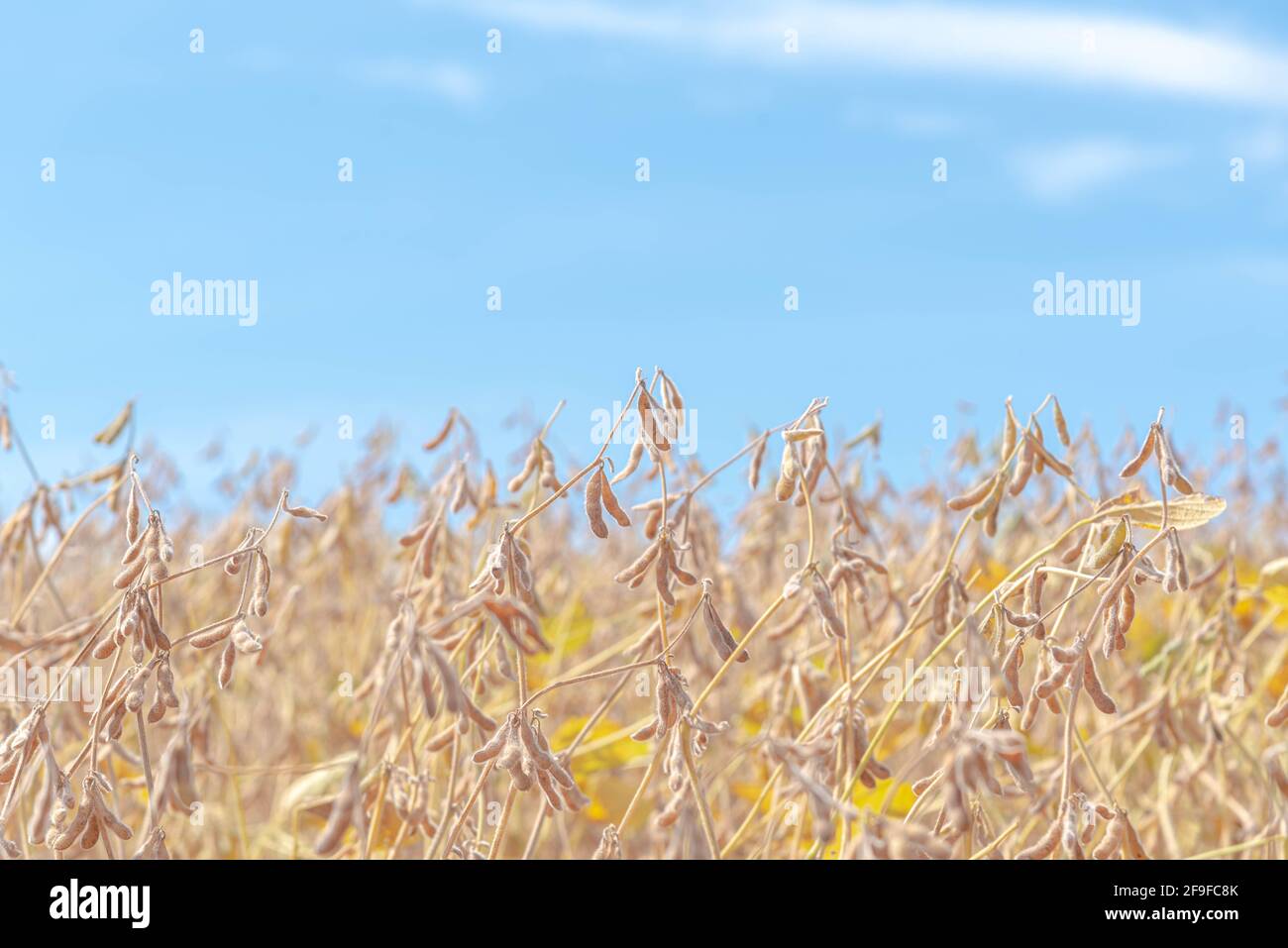 Soybean cultivation brazil hi-res stock photography and images - Alamy