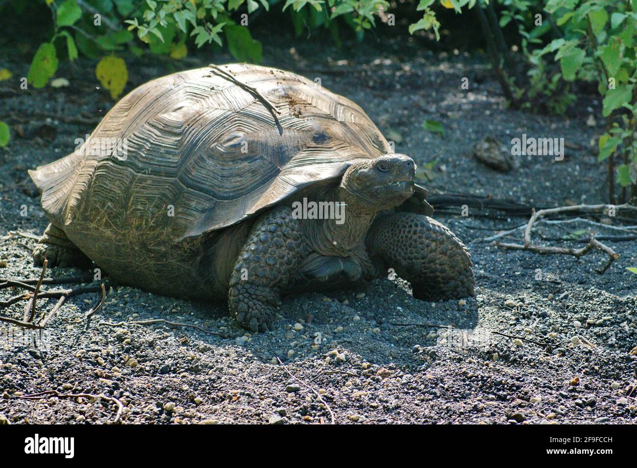 Galapagos giant land tortoise at Urbina Bay, Isabela Island, Galapagos ...