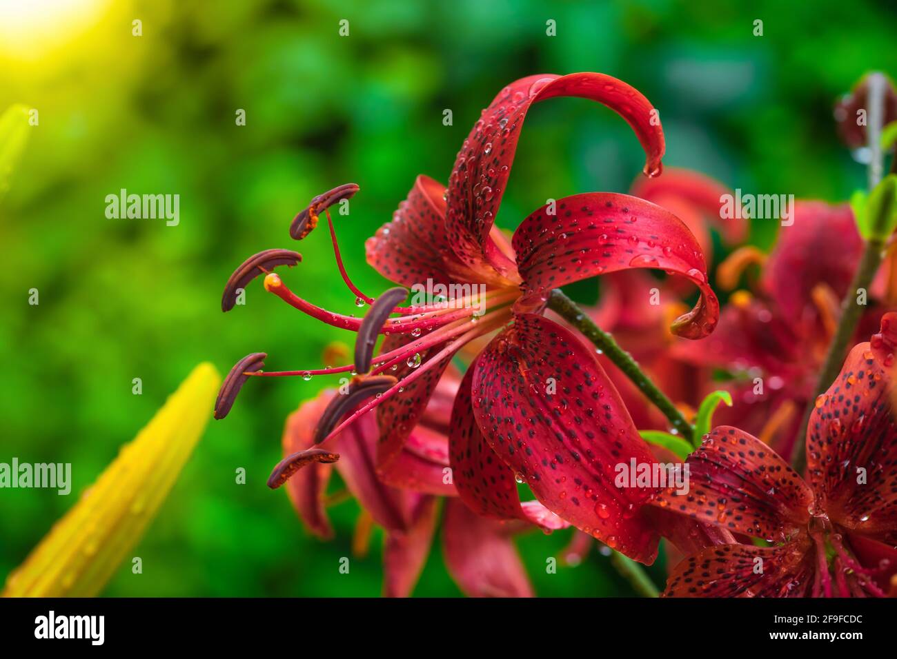 Beautiful flowers of red lilies in the garden on a summer day Stock ...