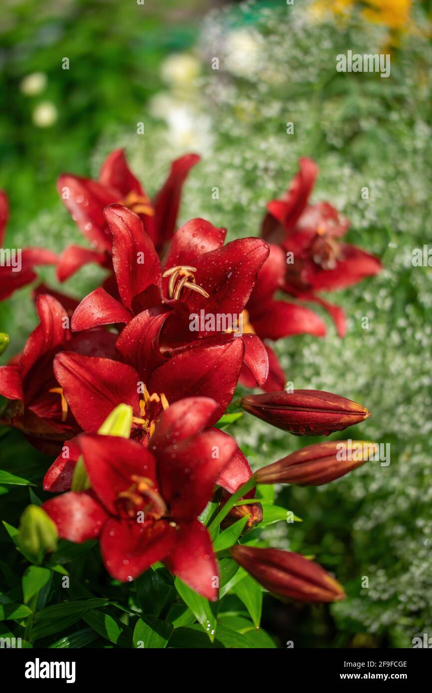 Wet flower of red lily after the rain Stock Photo - Alamy