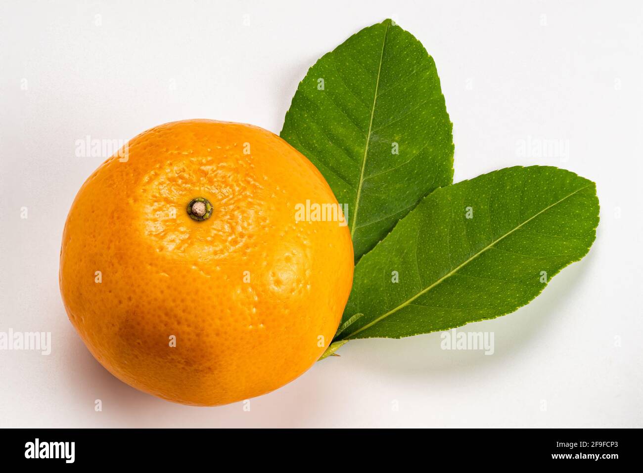 High angle view of single mandarin orange with leaves on white ...