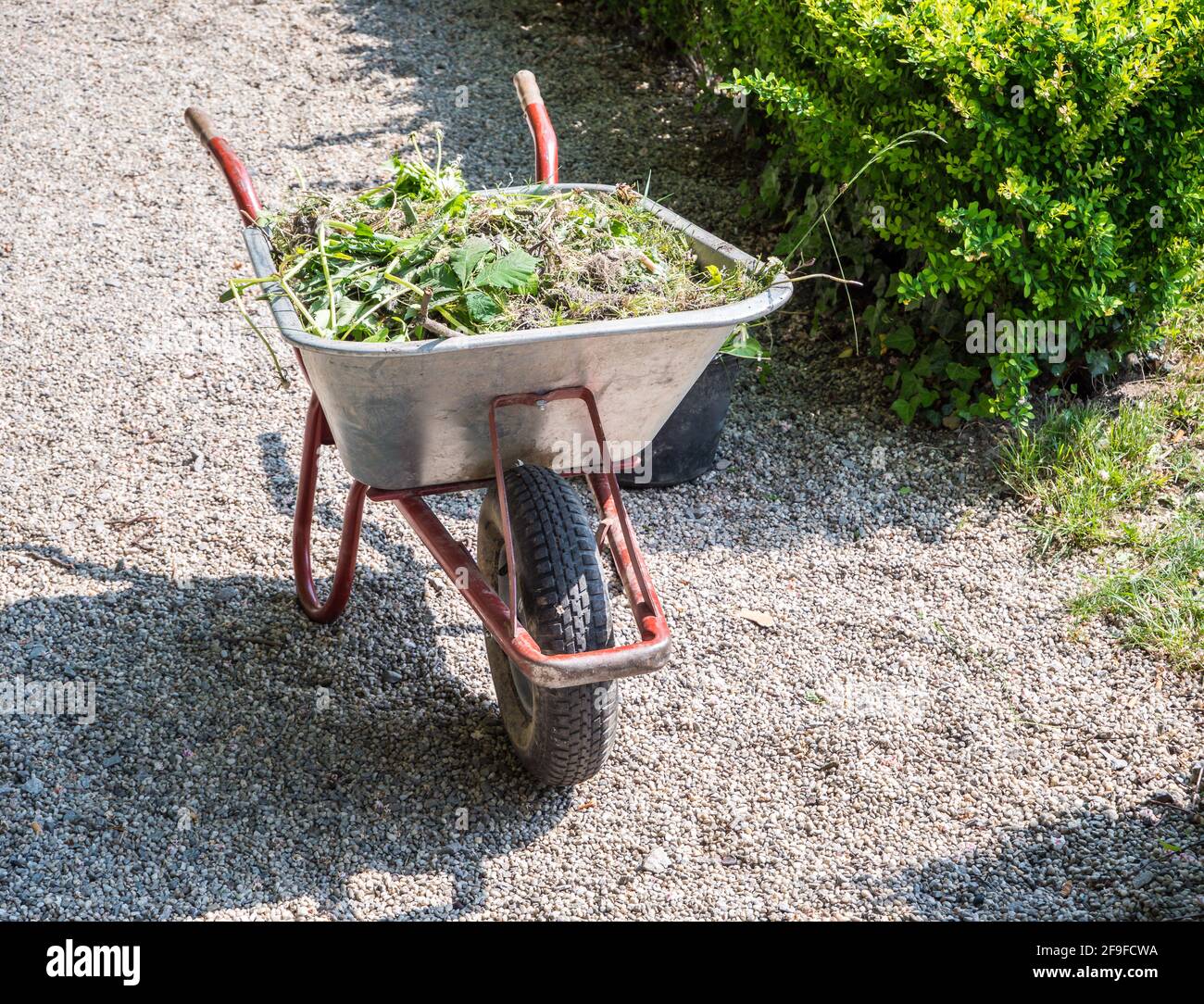Wheelbarrow with green waste in the garden Stock Photo - Alamy