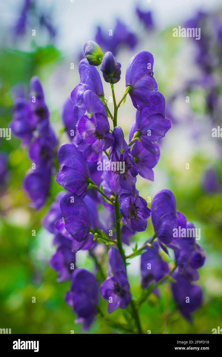 Commonly known as aconite hi-res stock photography and images - Alamy