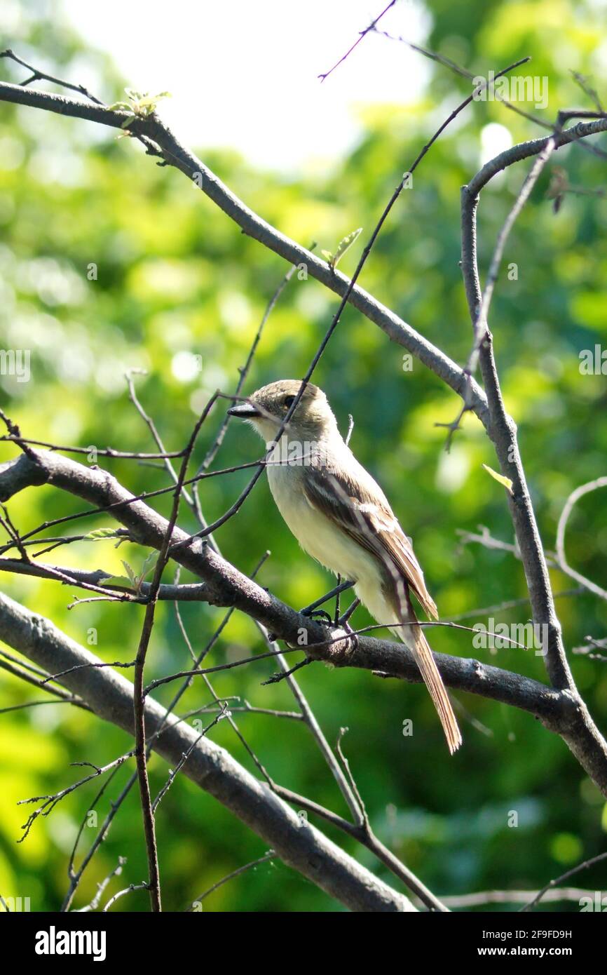 Galapagos flycatcher (Myiarchus magnirostris) at Urbina Bay, Isabela ...