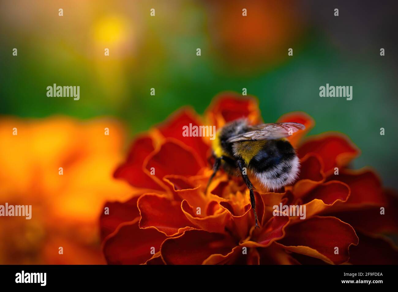 Nectariferous flowers hi-res stock photography and images - Alamy