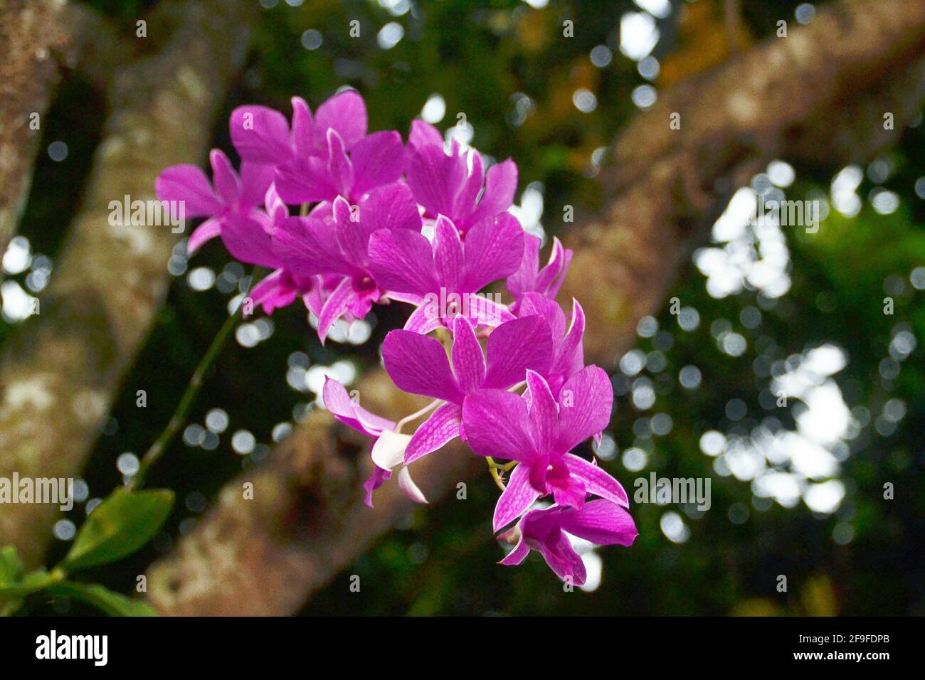 Plant flower in the garden. Location Banjar,west java, indonesia Stock ...
