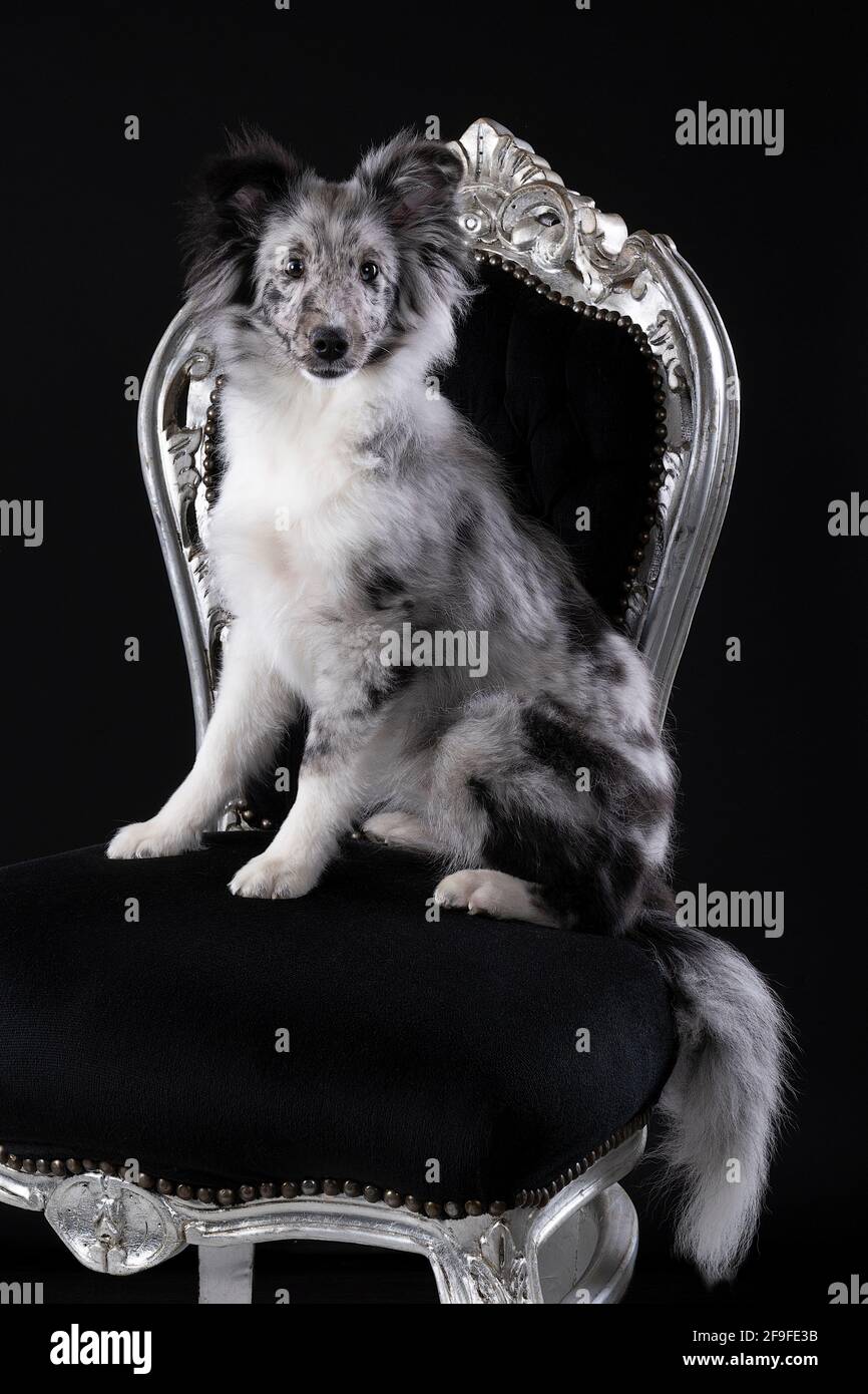 A Cute young shetland sheepdog puppy sitting on a baroque chair against ...