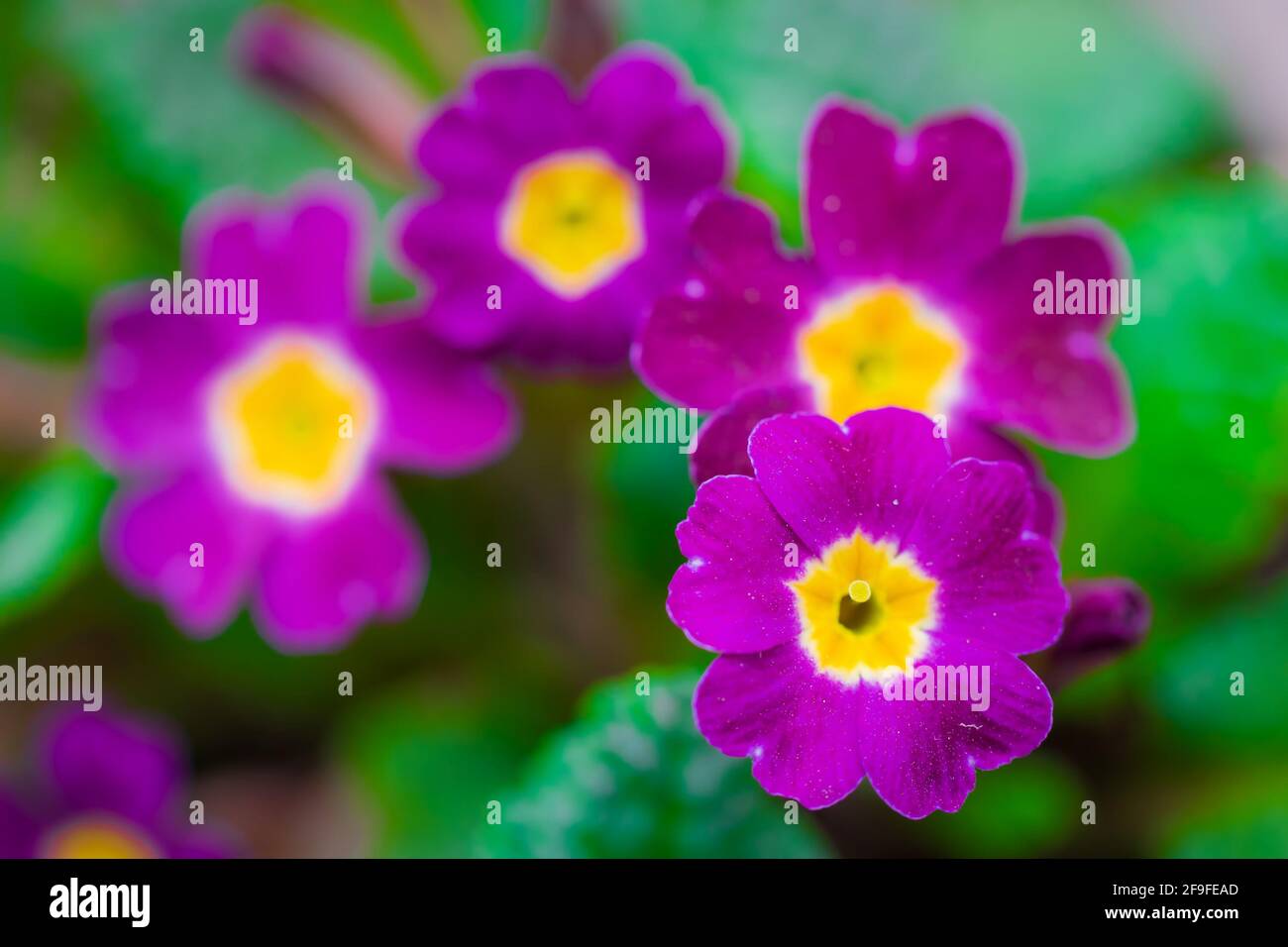 Violet Primrose High Resolution Stock Photography and Images - Alamy