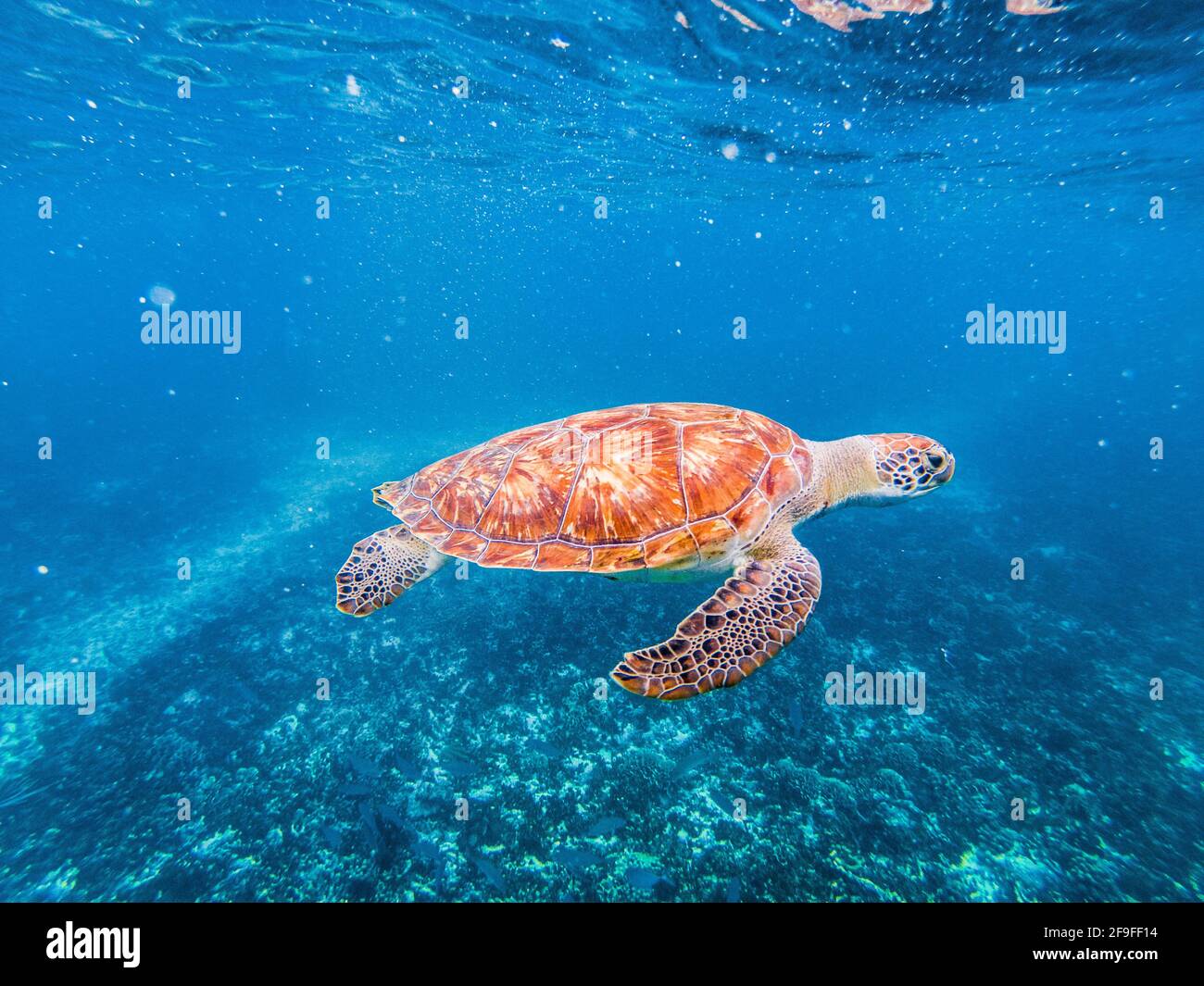 a turtle under water swimming in the nature Stock Photo - Alamy
