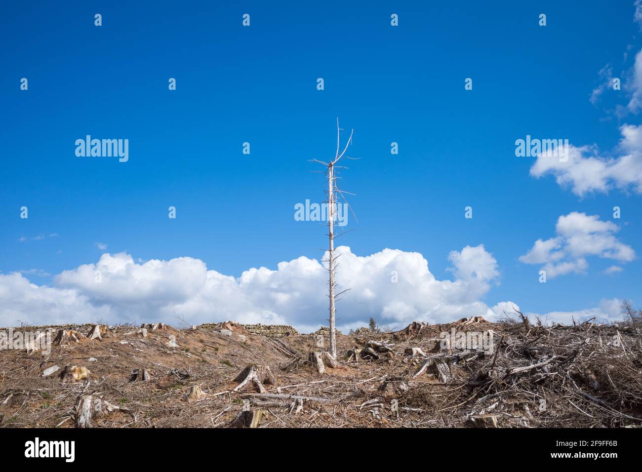 deforestation destruction of forest environment lone dead tree blue sky ...