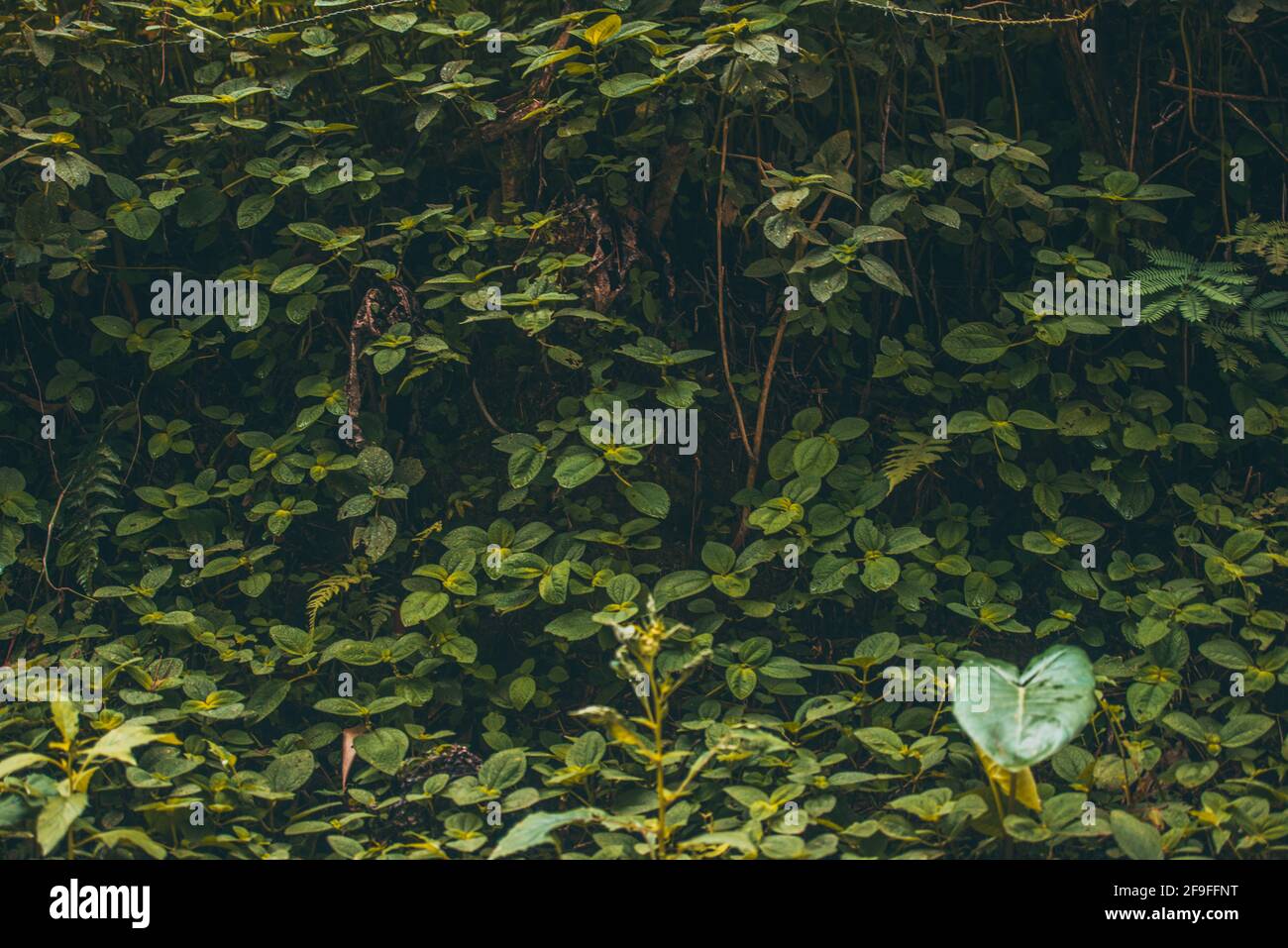 Leave vegetable hi-res stock photography and images - Alamy