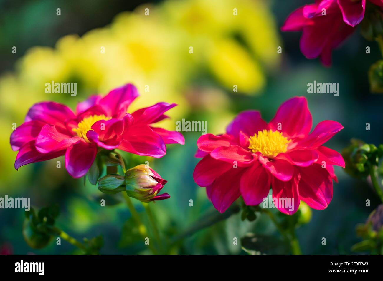 flowering red dahlias in the garden on a blurred background Stock Photo ...