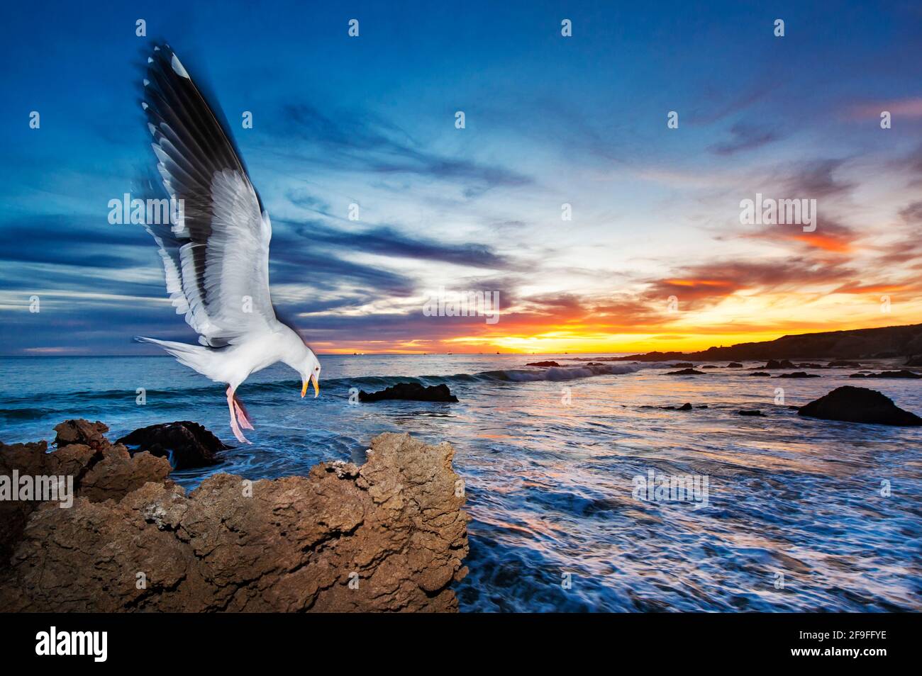 California Gull (Larus californicus) landing on a rock at sunset, Leo ...
