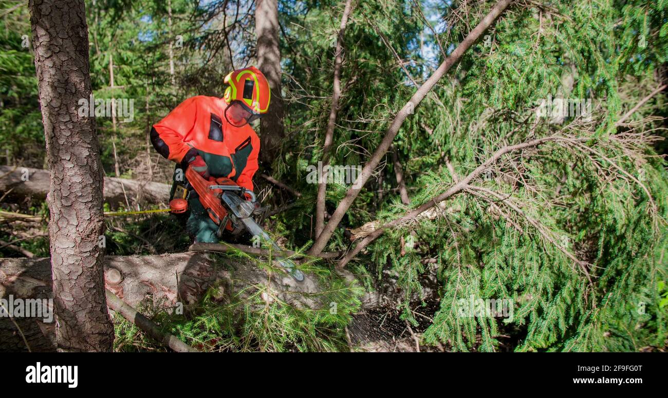 A Caucasian worker cutting a tree with chainsaw Stock Photo - Alamy