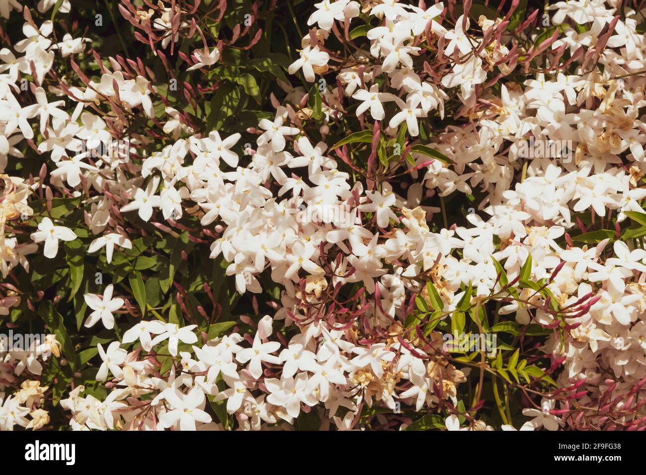 Close-up of a wonderful plant of jasmine, with its characteristic white ...