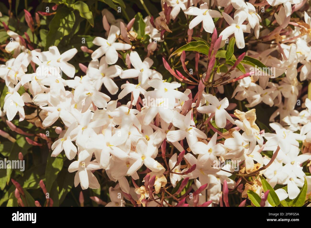 Close-up of a wonderful plant of jasmine, with its characteristic white ...