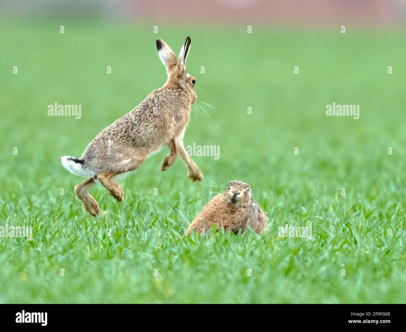 Fighting hares hi-res stock photography and images - Alamy