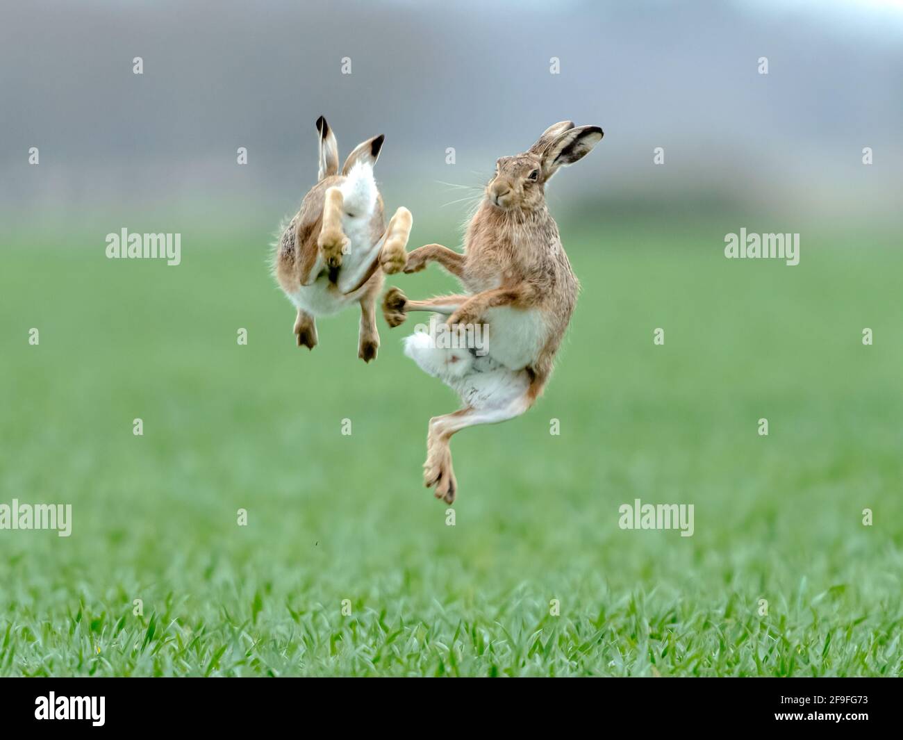 Boxing hares hi-res stock photography and images - Alamy