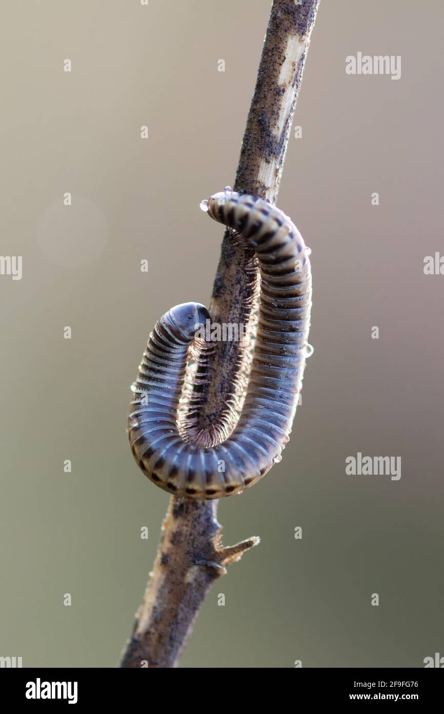 Silver spotted skipper caterpillar hi-res stock photography and images ...