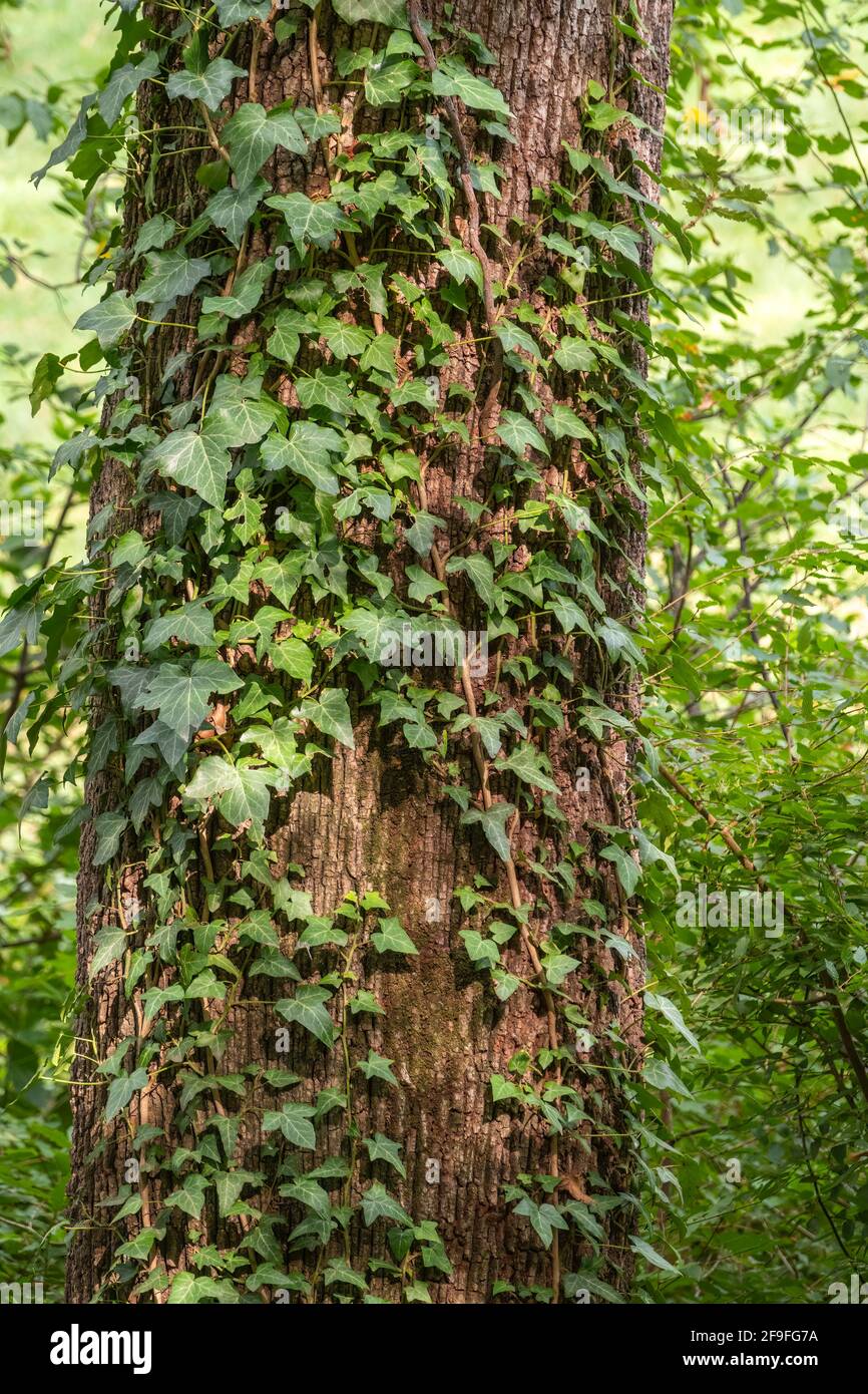 Climbing plant on a tree trunk. Green ivy climbing up tree trunk ...