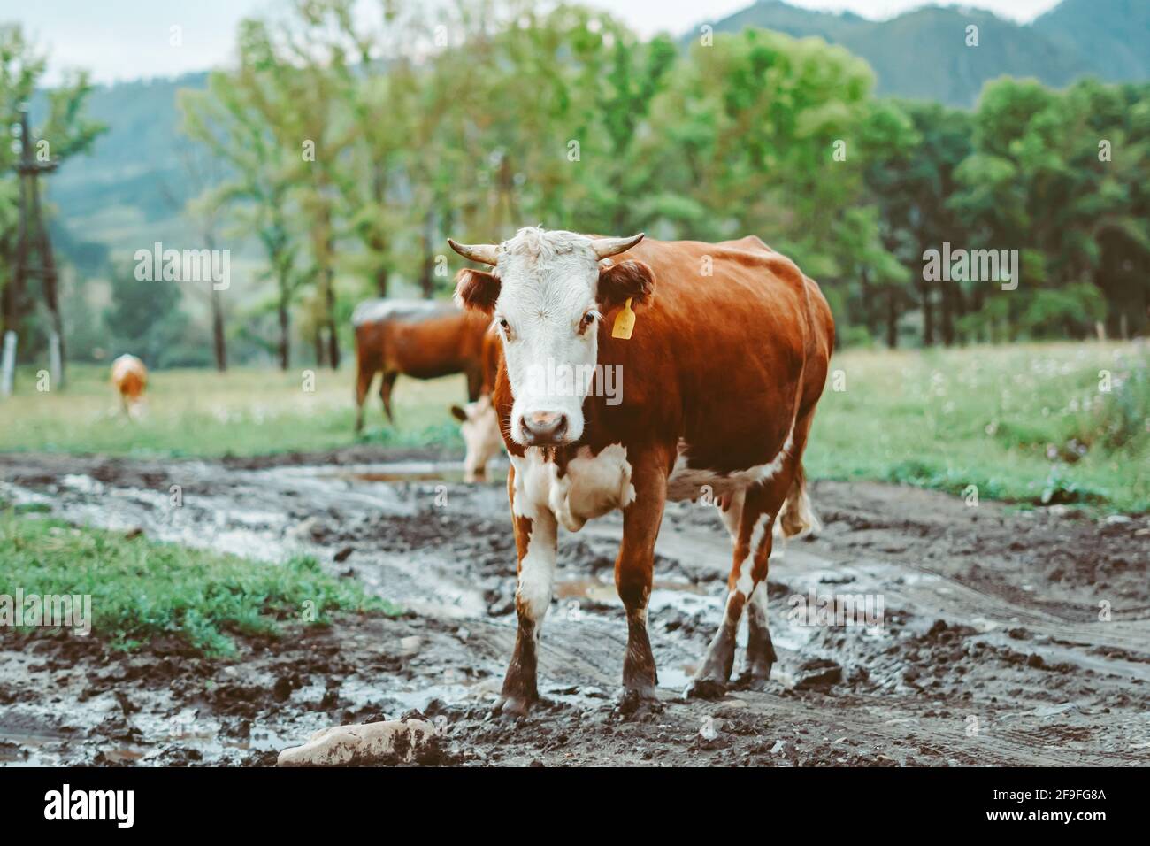 Muddy Cow High Resolution Stock Photography and Images - Alamy