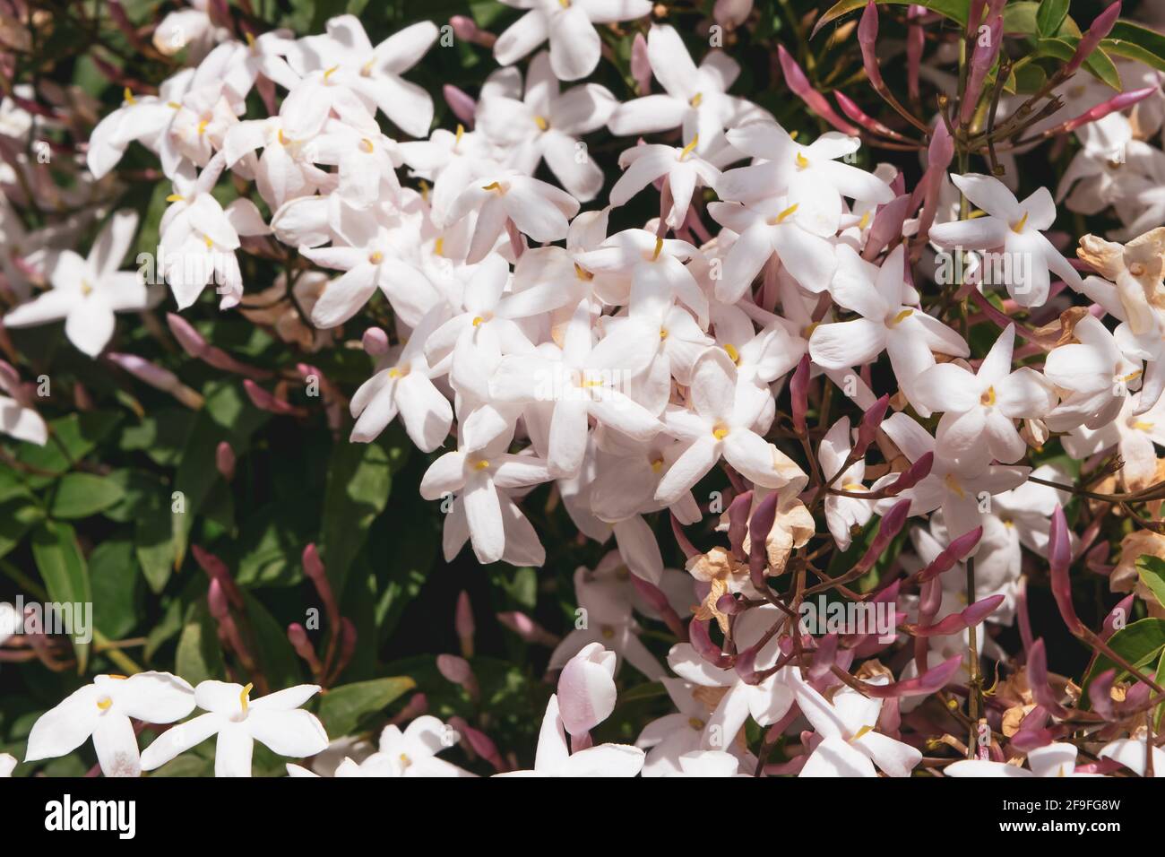 Close-up of a wonderful plant of jasmine, with its characteristic white ...