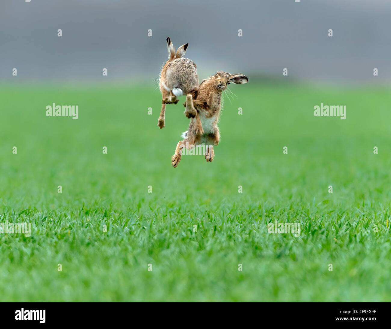 Brown Hares fighting Stock Photo - Alamy