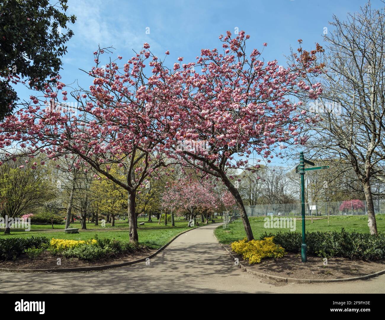 Pink cherry bloosom trees herald the arrival of warmer days ahead in ...