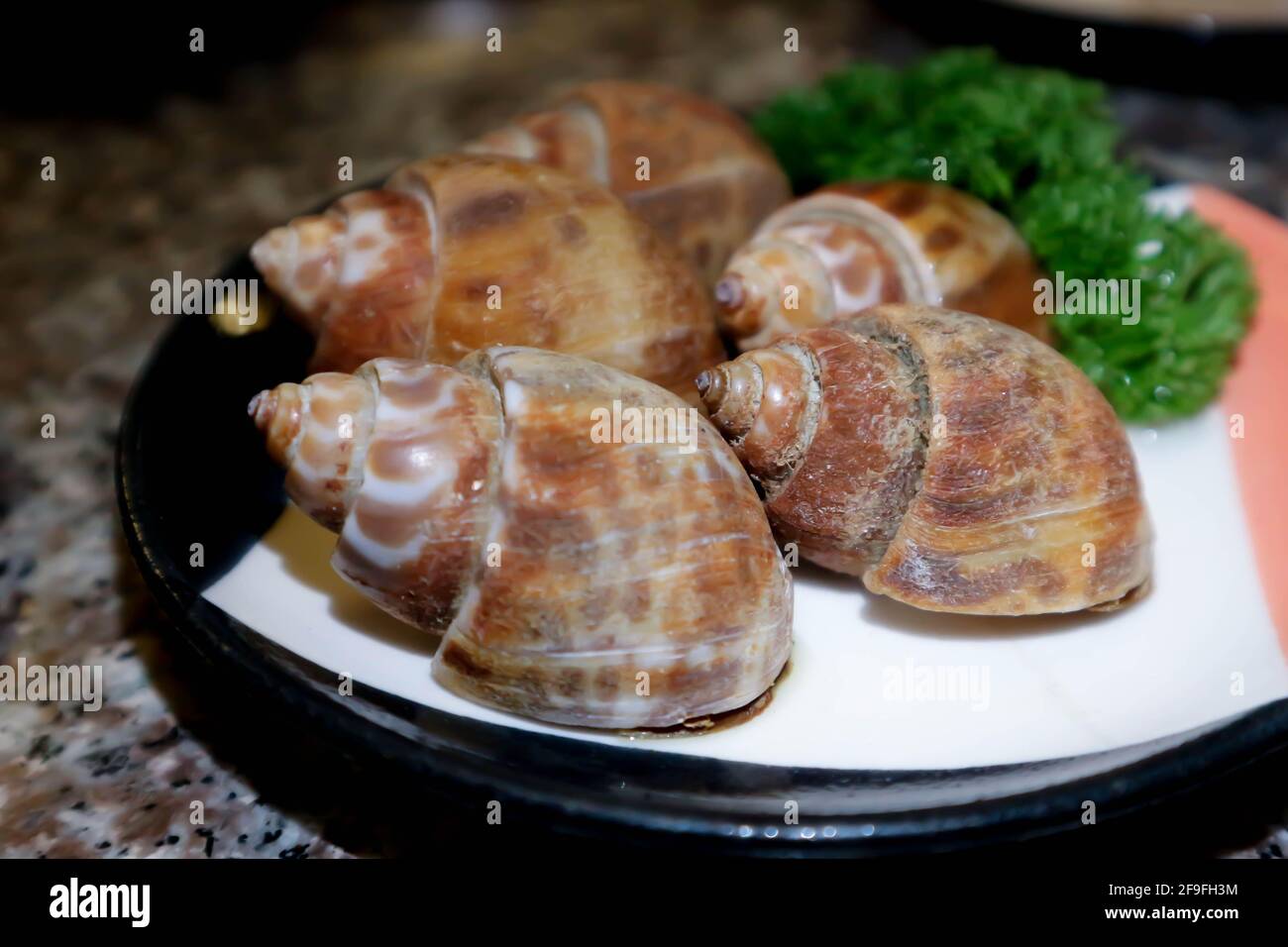 Spotted babylon, Babylonia areolata or shell for serve Stock Photo - Alamy