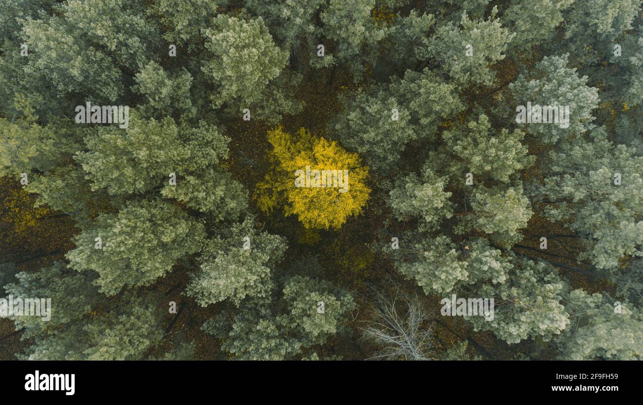 Beautiful autumn forest from above. Aerial view Stock Photo - Alamy