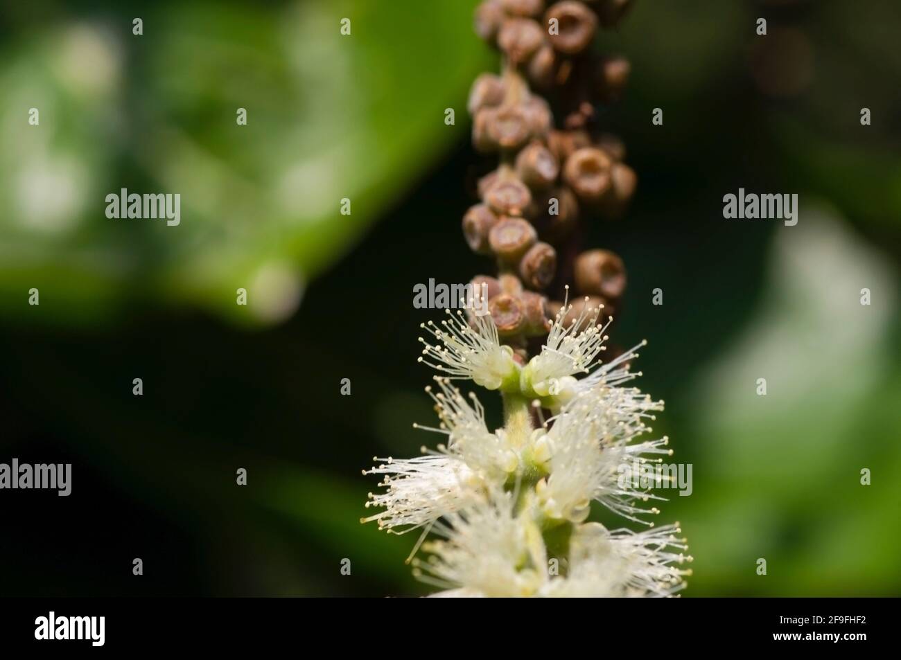 Cajuput Trees High Resolution Stock Photography and Images - Alamy