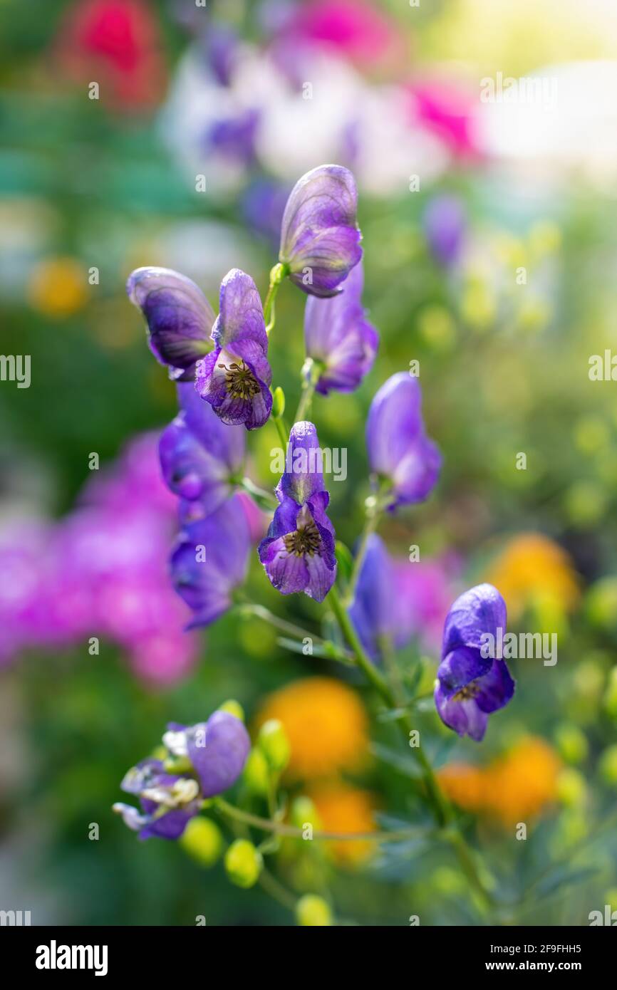 Monkshood flower bee hi-res stock photography and images - Alamy