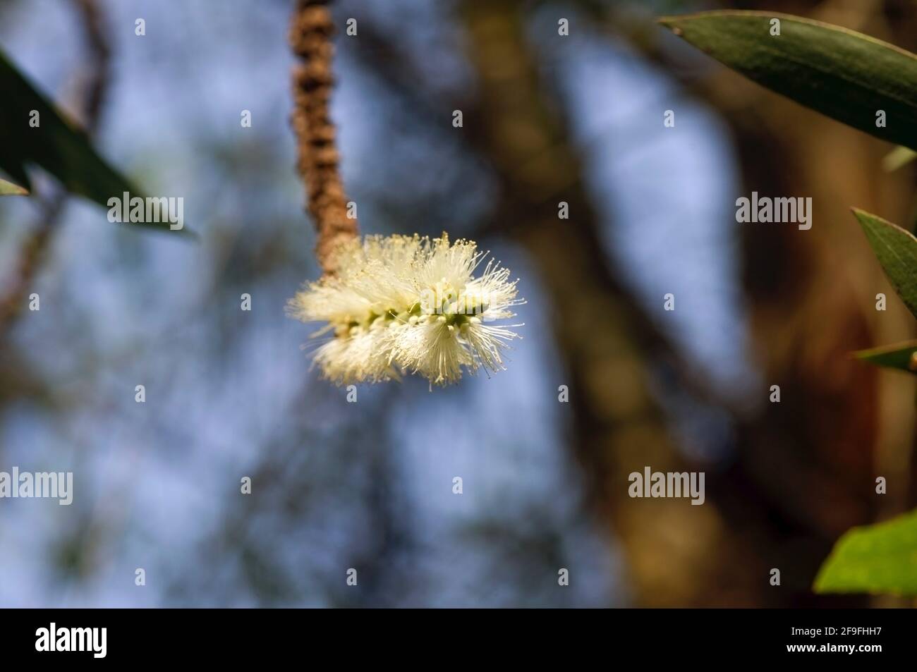 Melaleuca cajuputi flower, commonly known as cajuput, selected focus ...