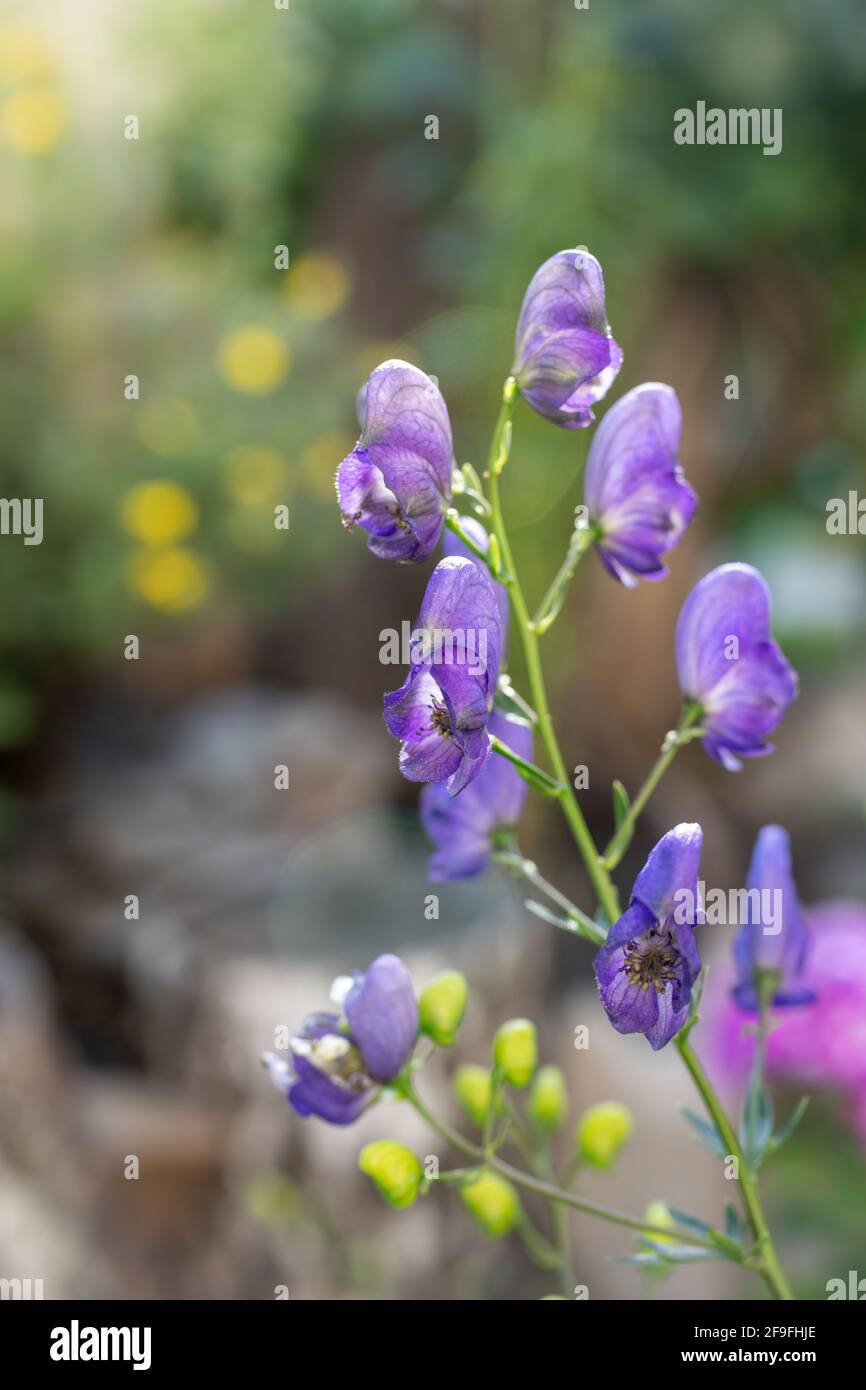 Akonite hi-res stock photography and images - Alamy