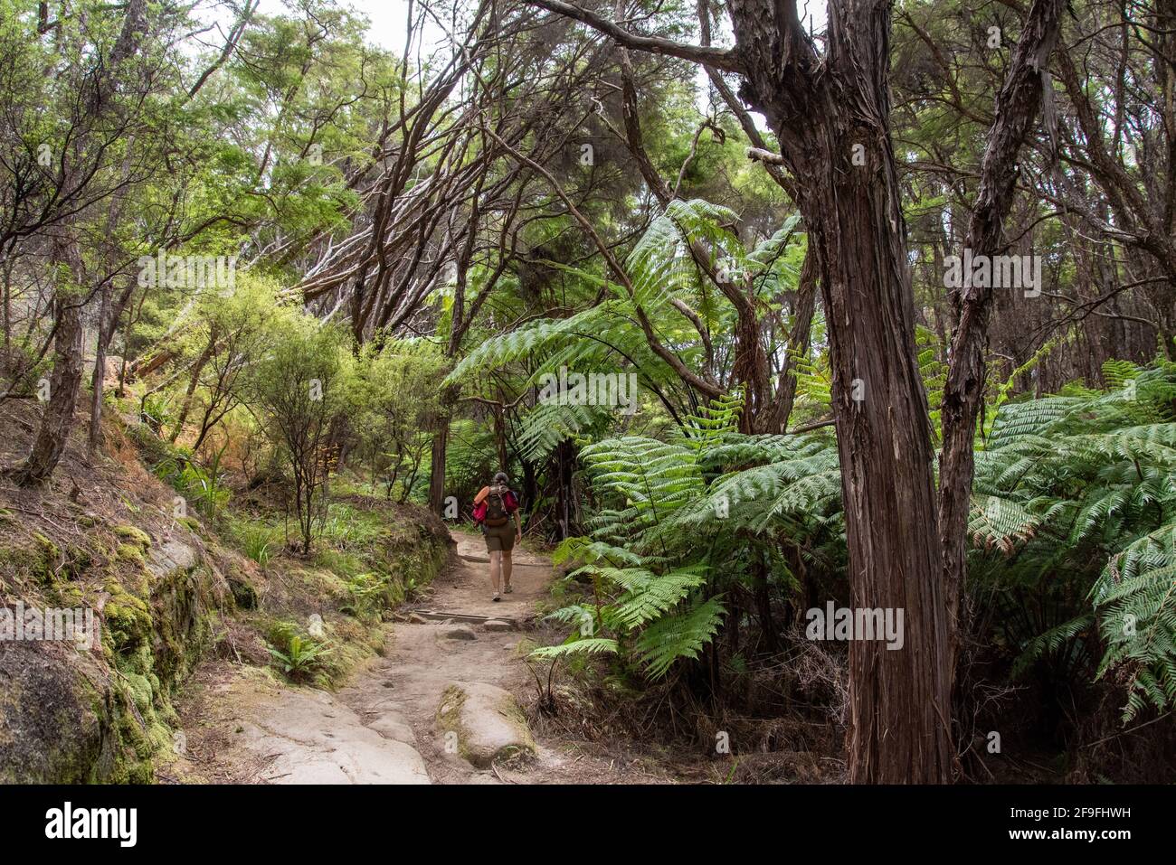 Tropical rainforest walking trail exploration hi-res stock photography ...