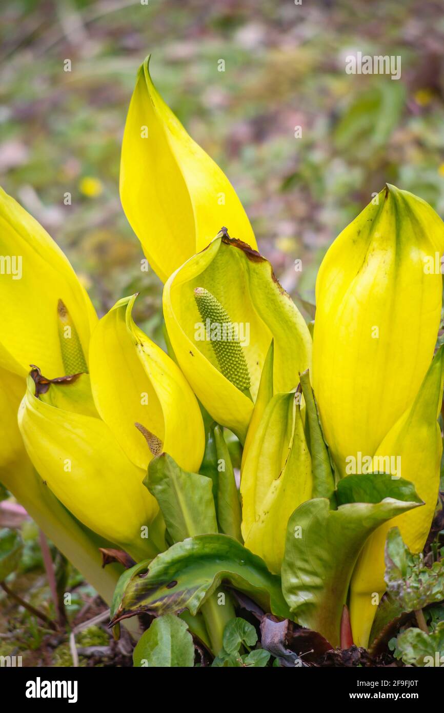 Lysichiton americanus (yellow skunk cabbage, American skunk-cabbage ...