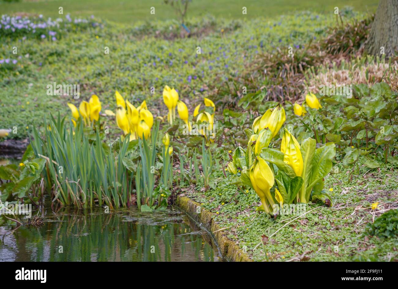 Lysichiton americanus (yellow skunk cabbage, American skunk-cabbage ...