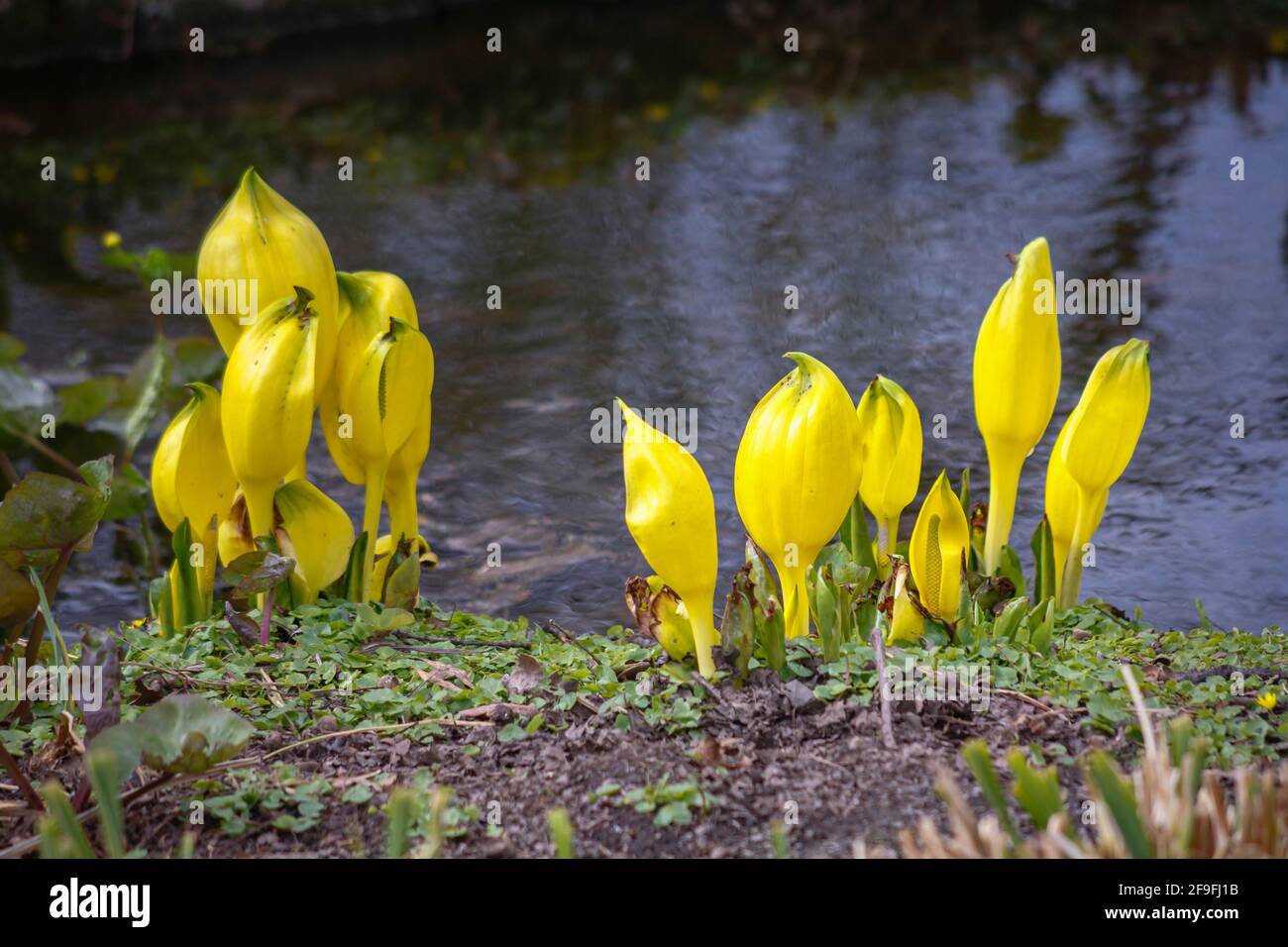 Lysichiton americanus (yellow skunk cabbage, American skunk-cabbage ...