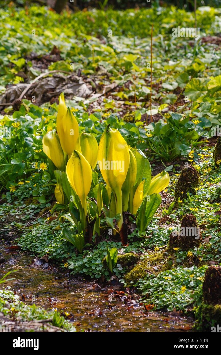 Lysichiton americanus (yellow skunk cabbage, American skunk-cabbage ...