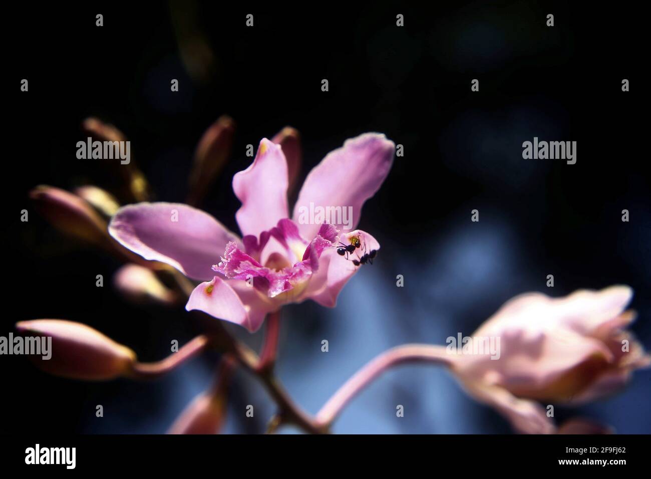 Valencia, Carabobo, Venezuela. 18th Apr, 2021. April 18, 2021. The ...